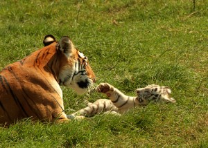 City tour en Buenos Aires- Temaiken Zoo, Tierra de Vida